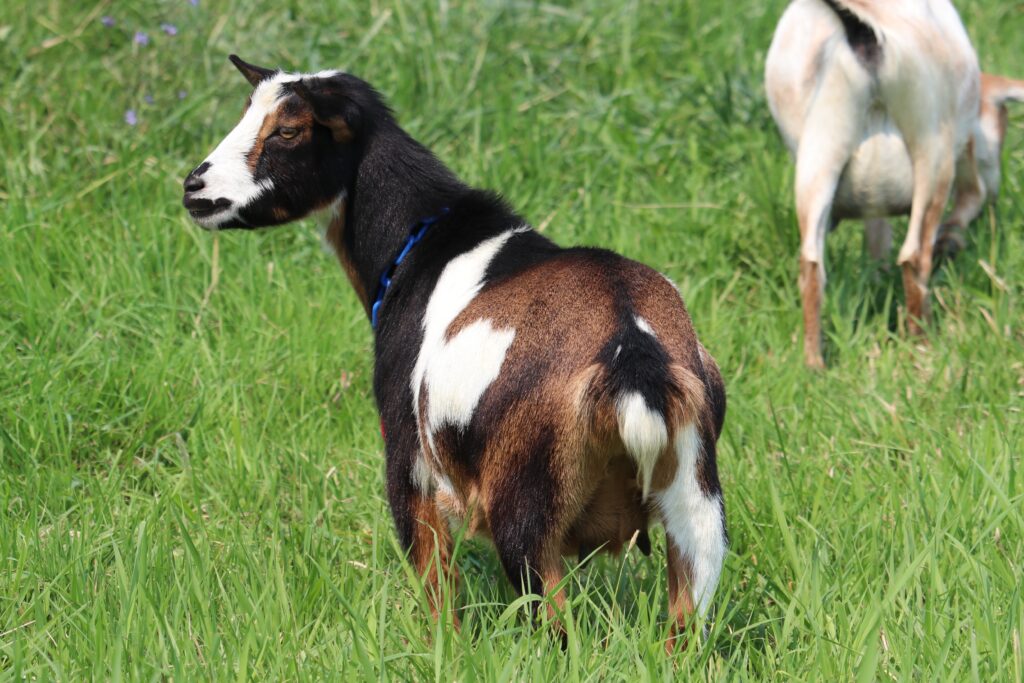 What to do When it's Time to Dry Off a Dairy Goat - Goat Journal